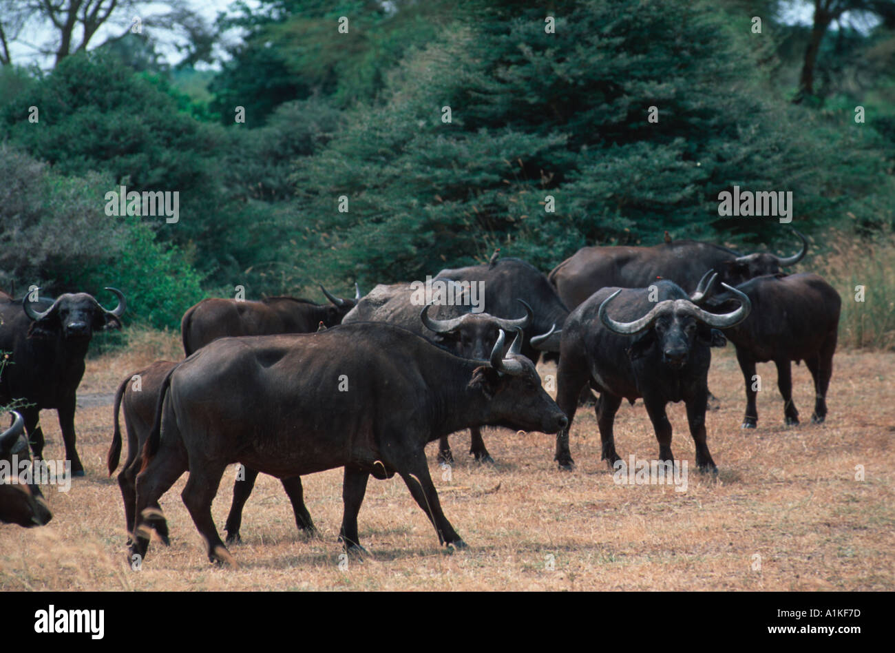 buffalo in Africa Stock Photo - Alamy