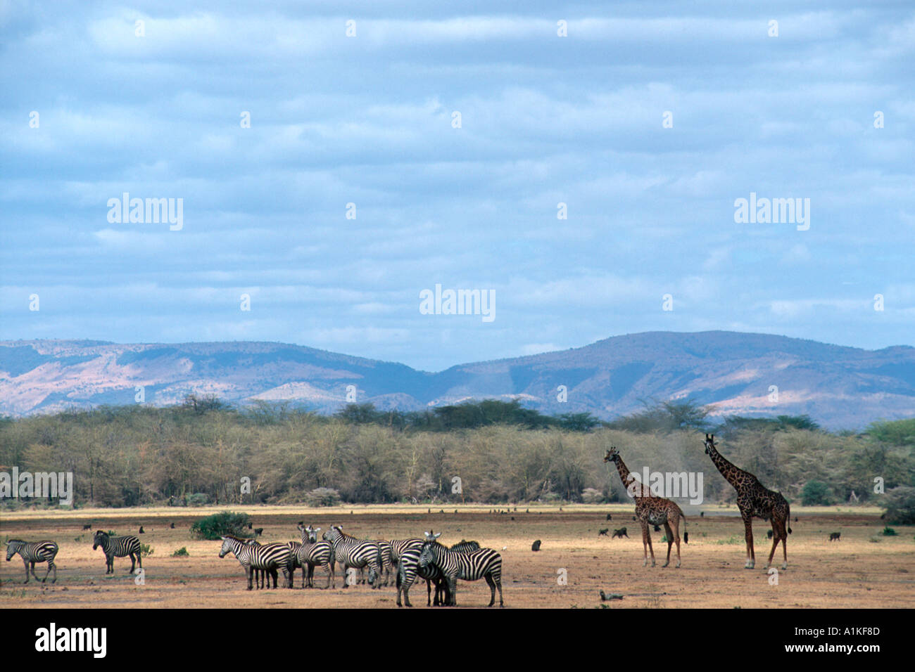 Wild animals in African landscape Stock Photo - Alamy