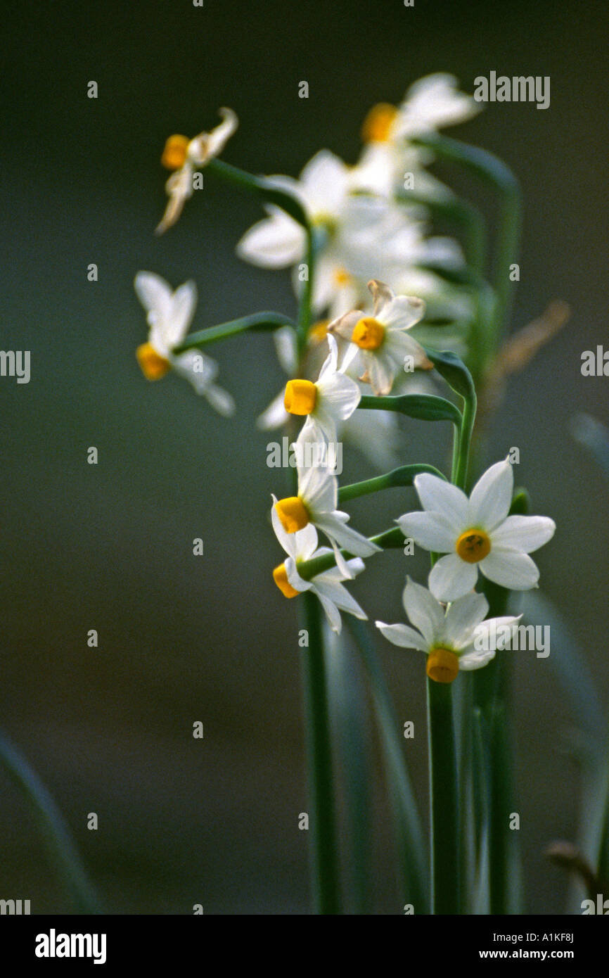 Daffodil narcissus white cheerfulness hi-res stock photography and ...