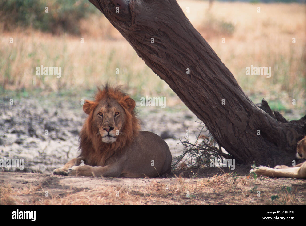 Lion under tree hi-res stock photography and images - Alamy
