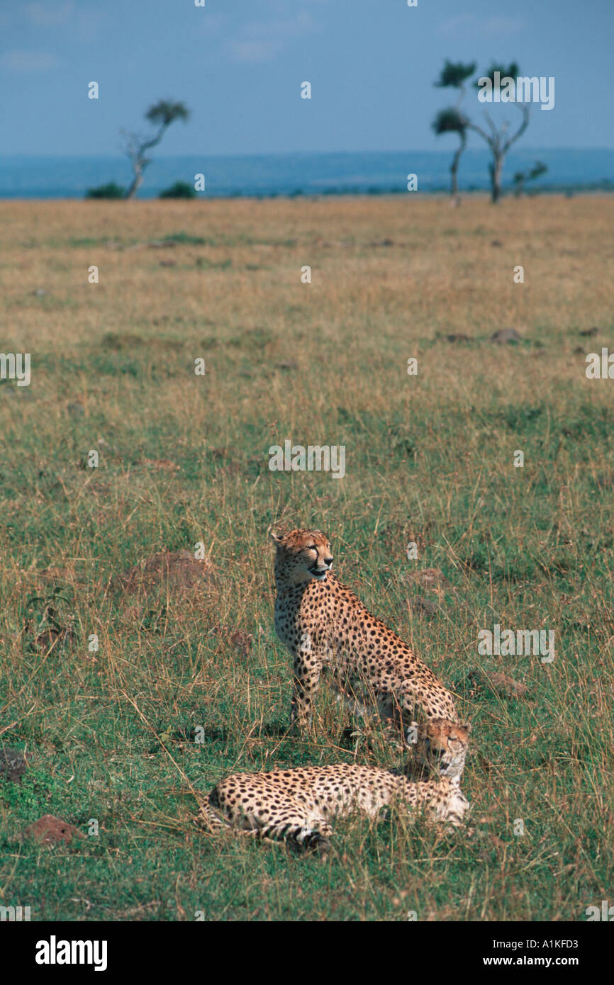 Two Cheetahs High Resolution Stock Photography and Images - Alamy