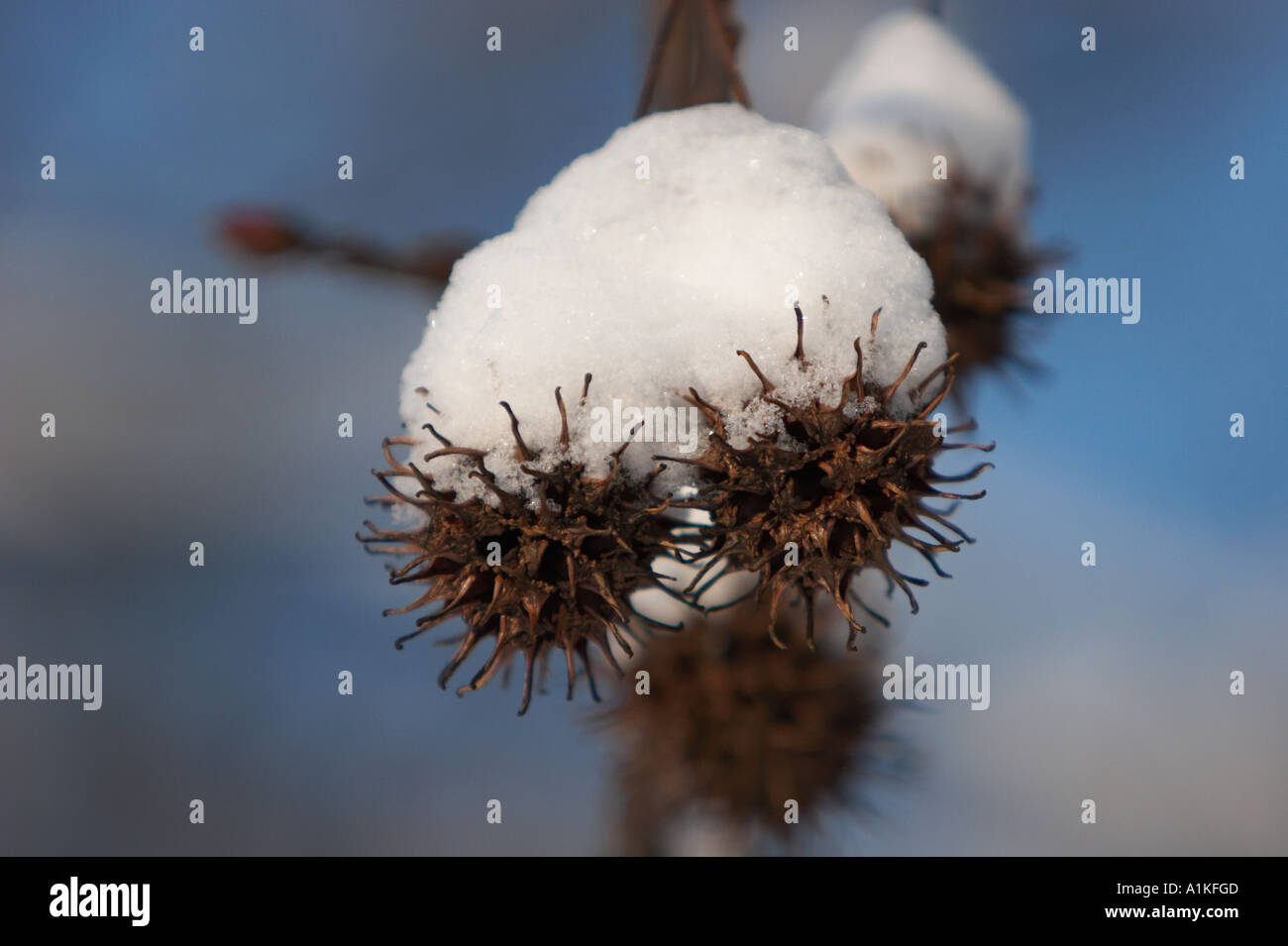 Sweet gum tree balls hi-res stock photography and images - Alamy