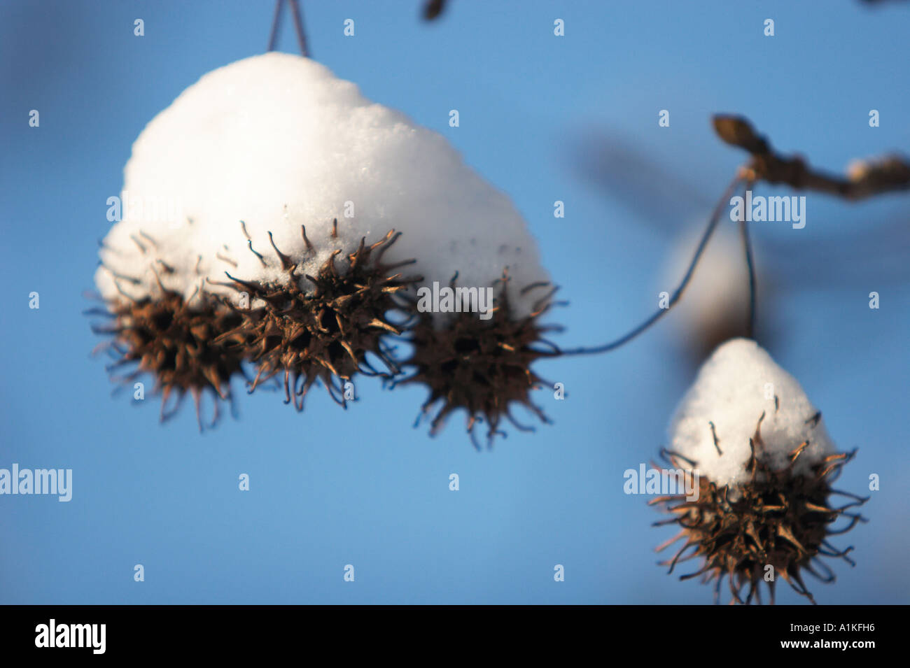 Fresh snow on sweet gum tree balls against a blue sky Stock Photo - Alamy