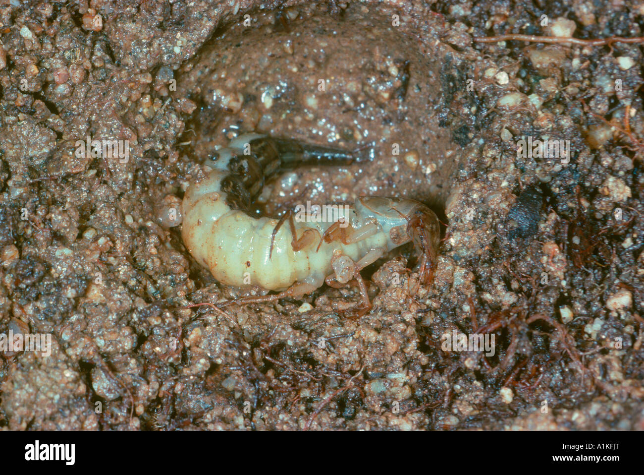 Dytiscus marginalis larva becoming hi-res stock photography and images ...
