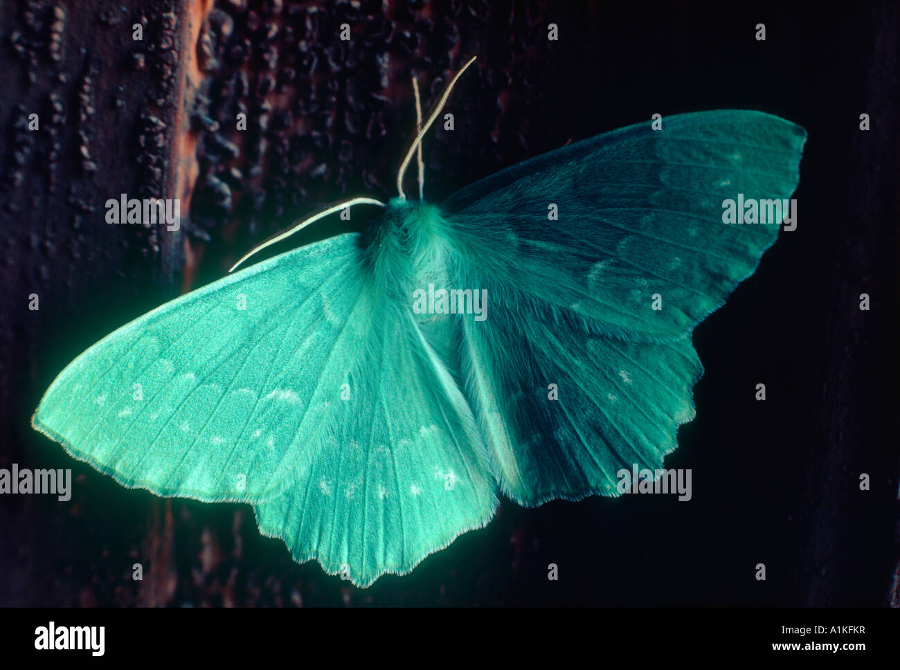 Geometra hi-res stock photography and images - Alamy