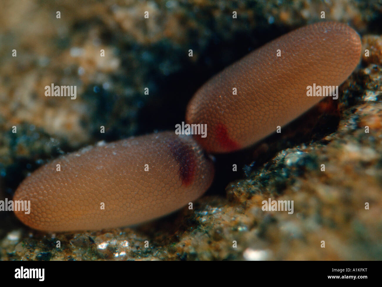 Backswimmer, Notonecta sp. Two eggs Stock Photo - Alamy