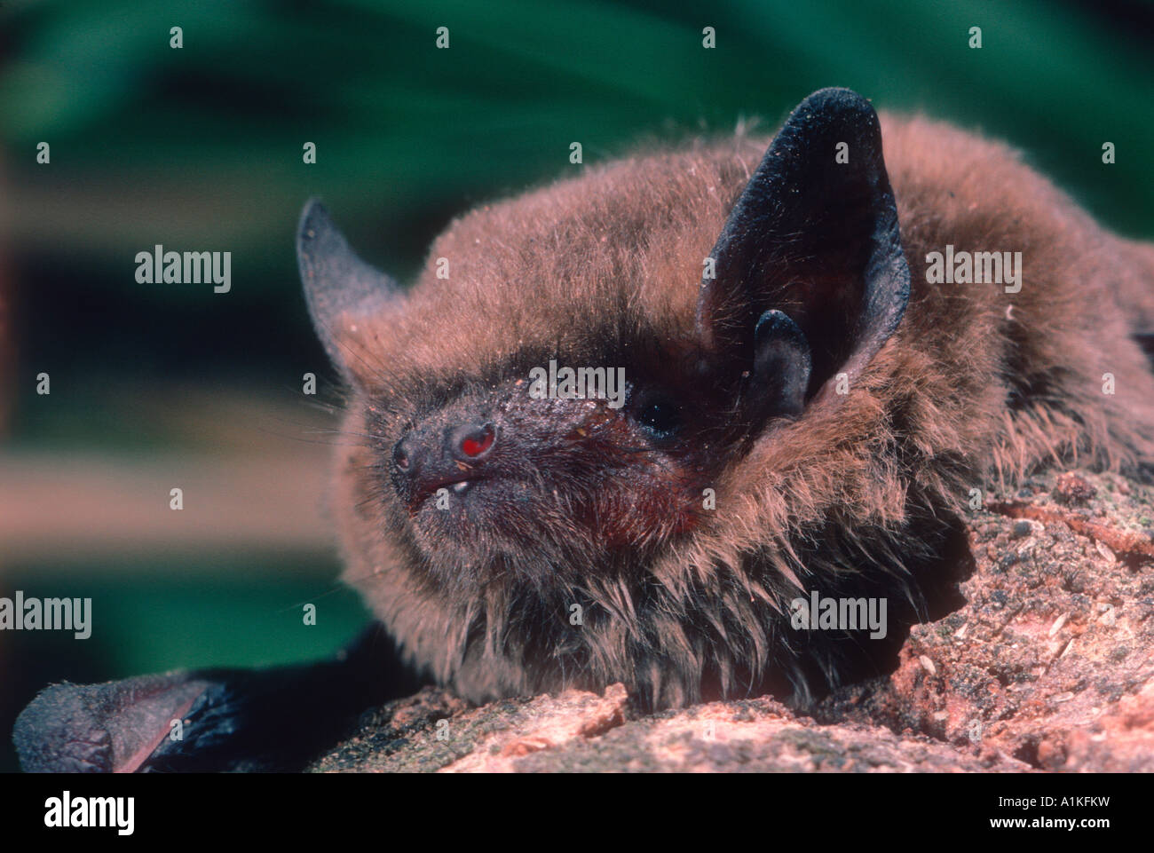 Soprano Pipistrelle Bat, Pipistrellus pygmaeus. Head close-up Stock ...