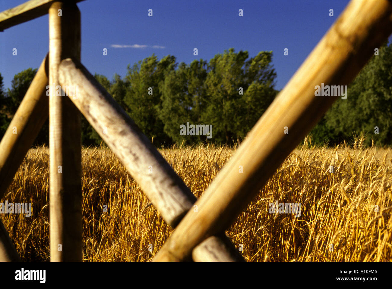 Ancient wheat cultivation hi-res stock photography and images - Alamy