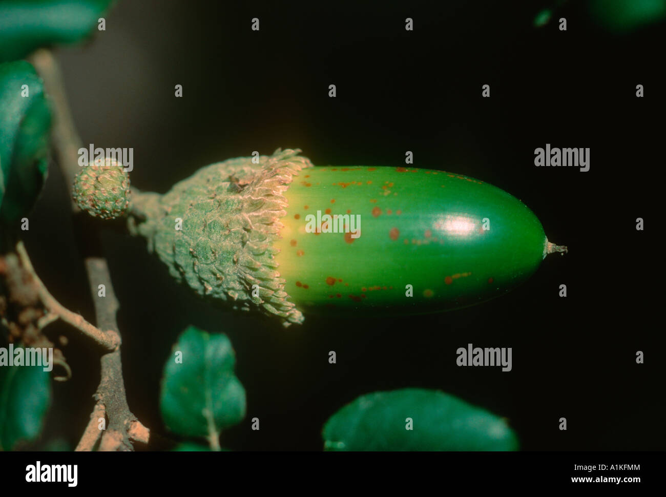 Cork Oak, Quercus suber. Acorn on tree Stock Photo - Alamy