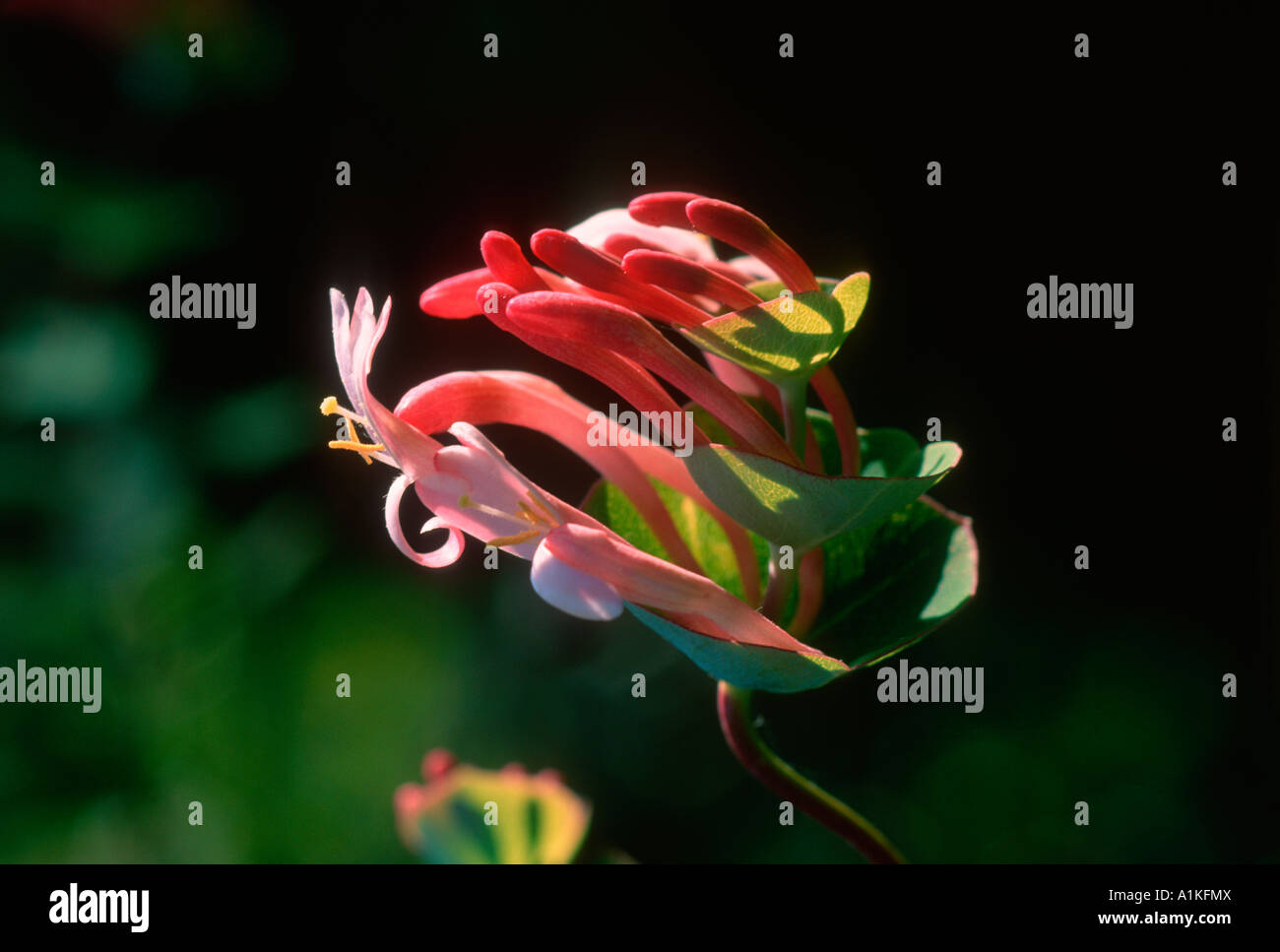 Lonicera Implexa High Resolution Stock Photography and Images - Alamy