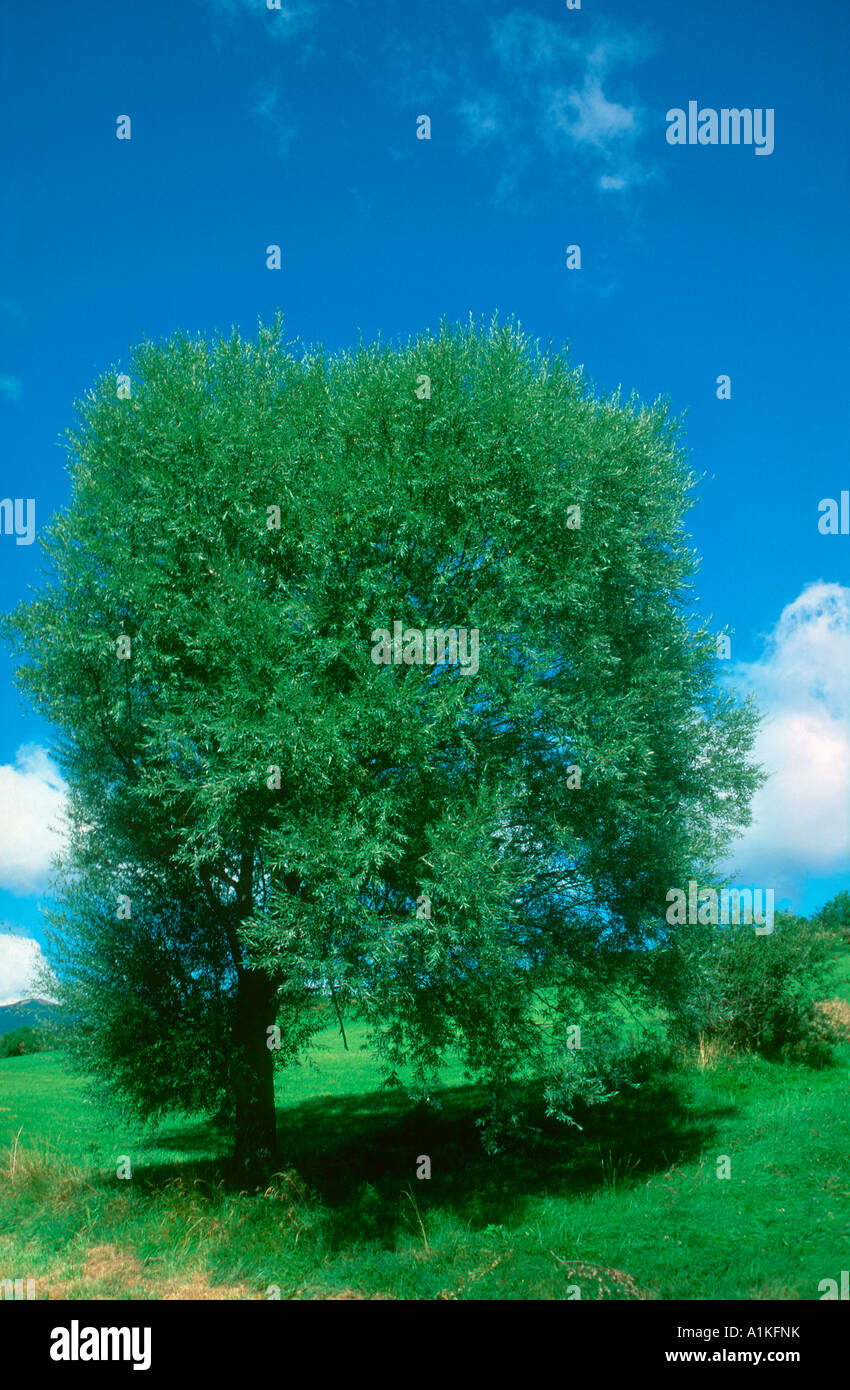 Willow tree trees hi-res stock photography and images - Alamy