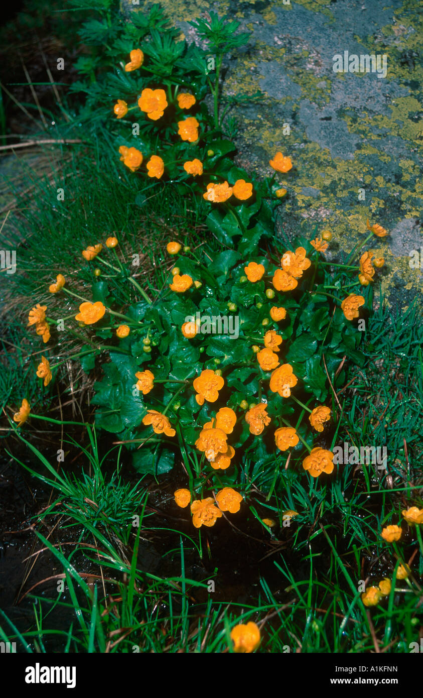 Celandine, Ranunculus sp. On blossom Stock Photo - Alamy
