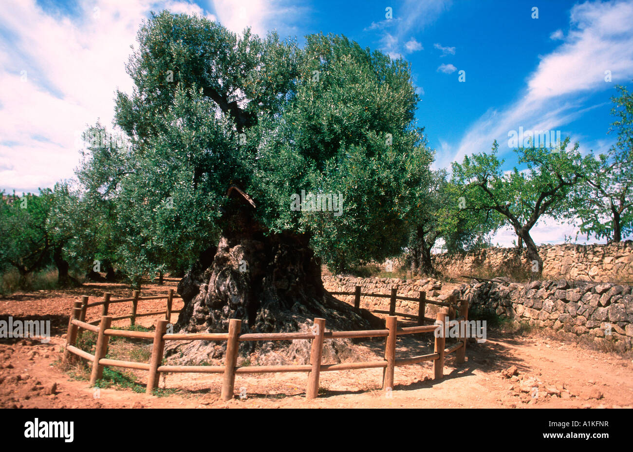 Horizontal whole flora tree hi-res stock photography and images - Alamy