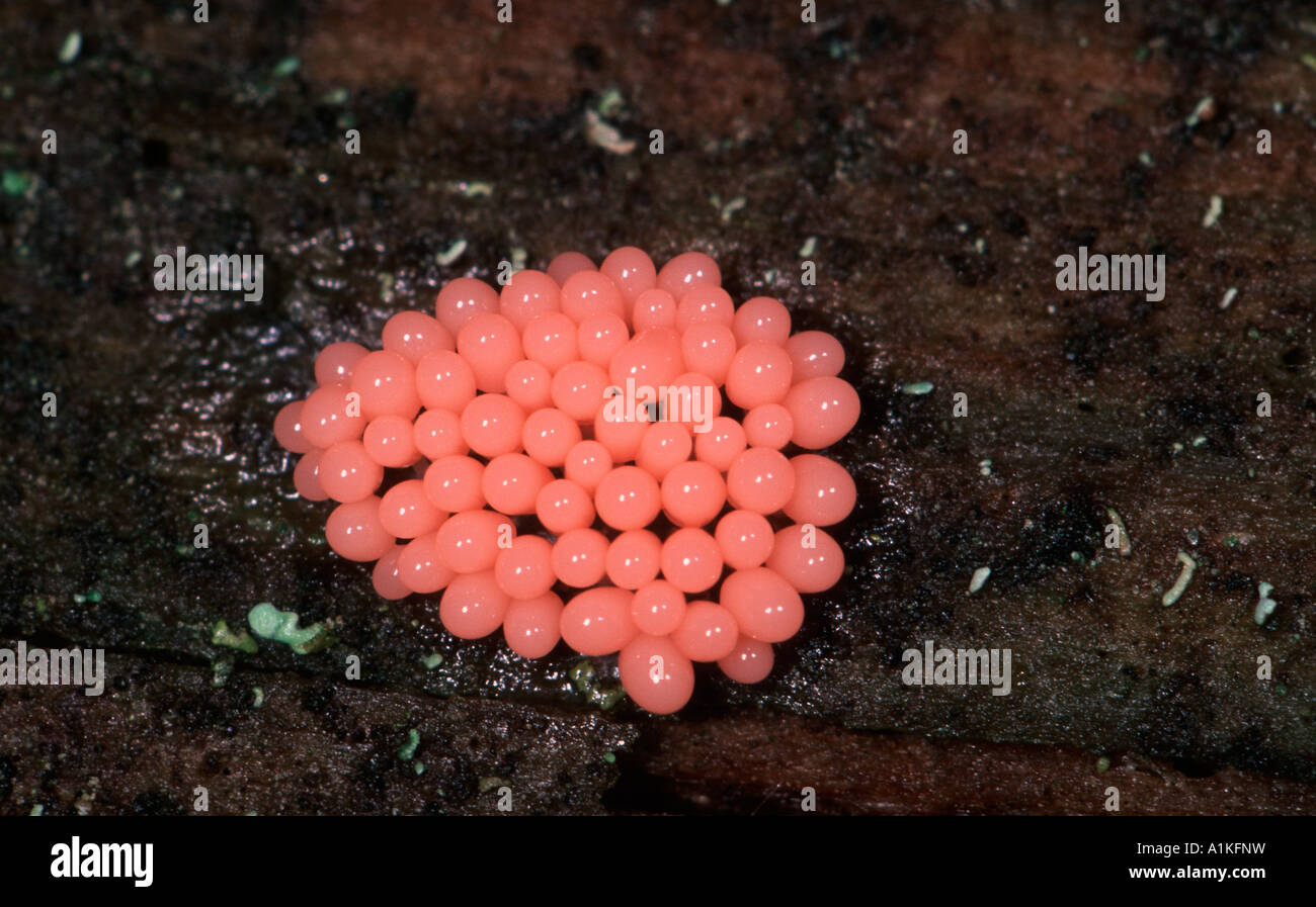 Mold, Class Myxomycetes. On a Fir trunk Stock Photo - Alamy