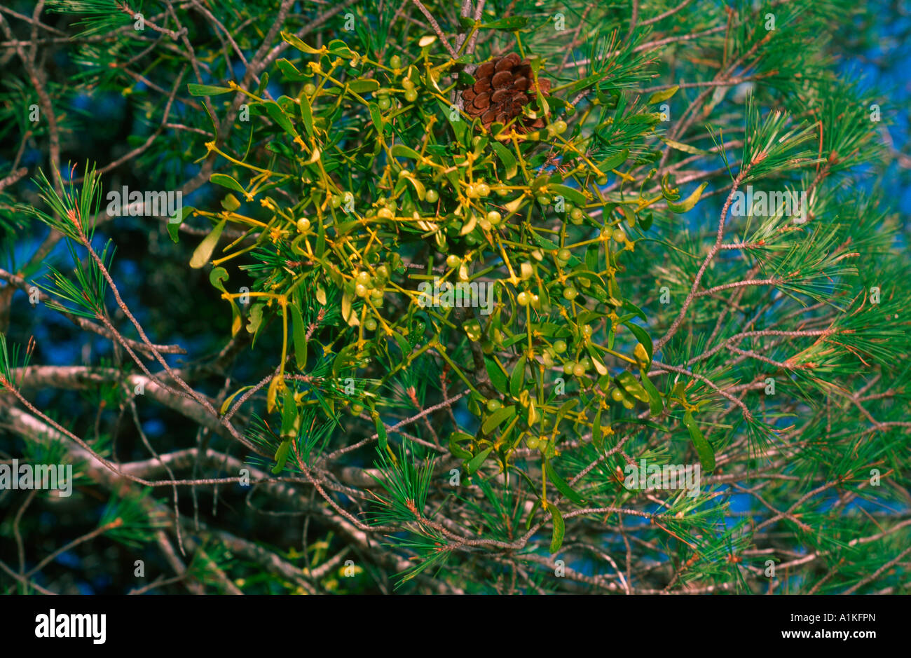 Mistletoe bushes hi-res stock photography and images - Alamy