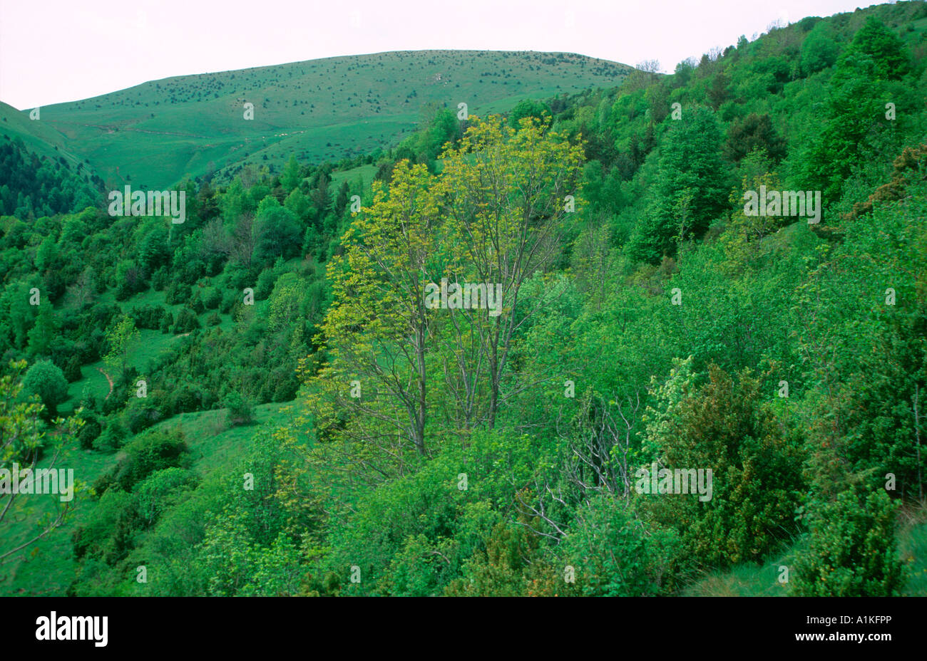 Vegetation changing on different altitude. Spring. Pyrenees. Spain ...