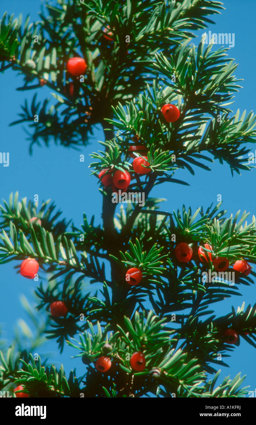 Taxus baccata fruits berry berries hi-res stock photography and images ...