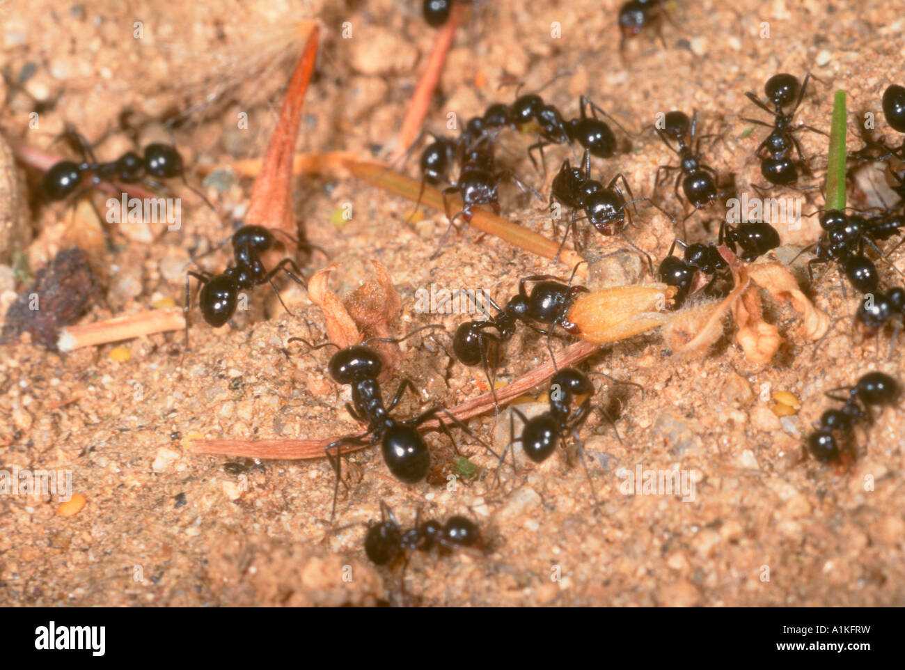 European Harvester Ants, Messor barbarus. Workers carrying food to ...
