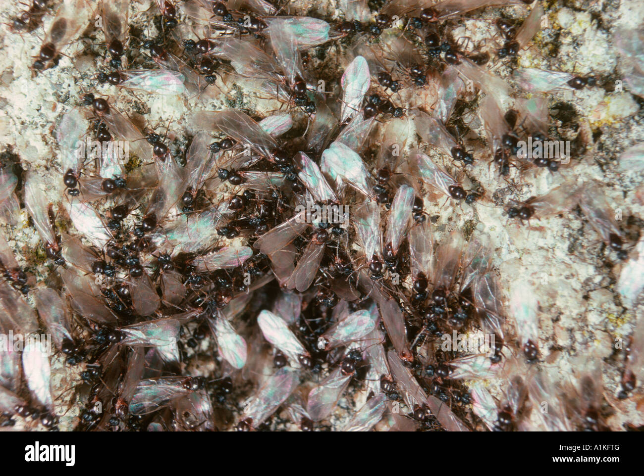 Family formicidae ants hi-res stock photography and images - Alamy