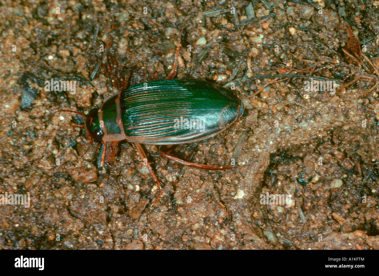 Diving Beetle, Dytiscus marginalis. Adult going out from nest after ...