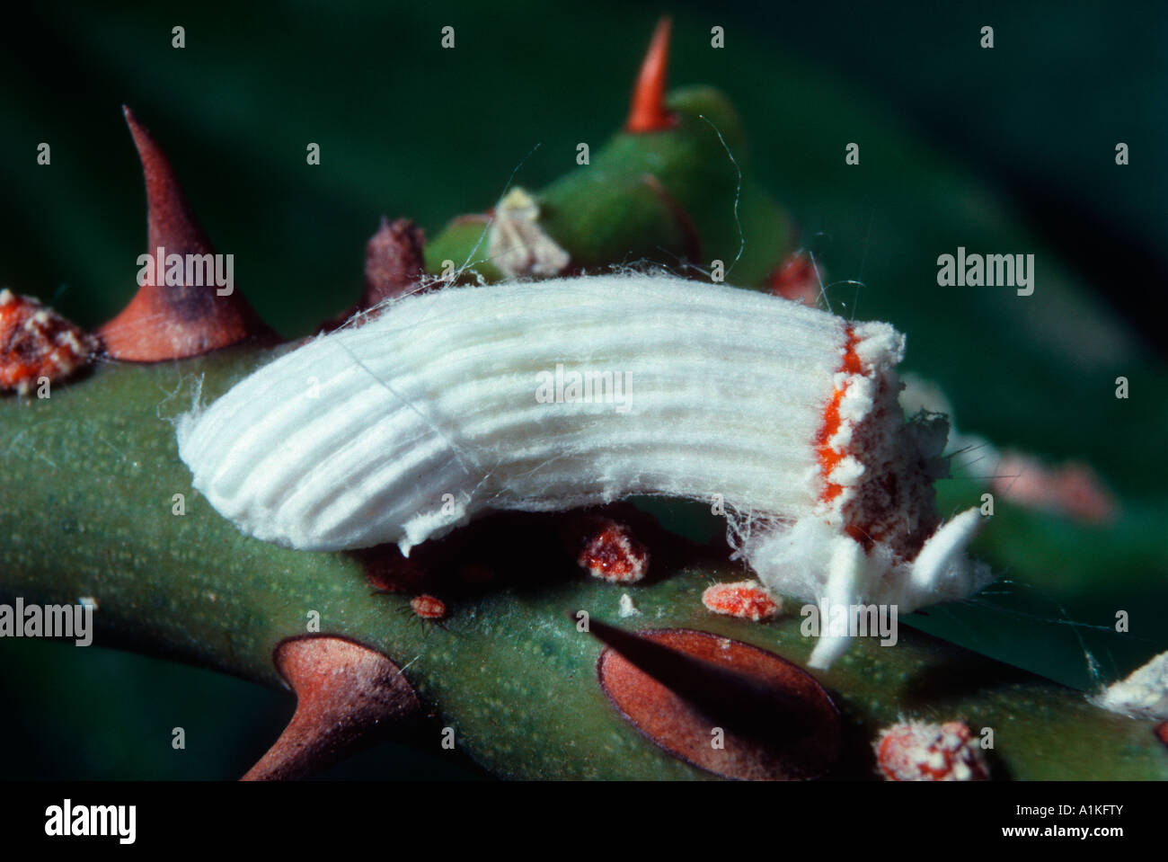 Cottony Cushion Scale Insect, Icerya purchasi. On stem Stock Photo - Alamy