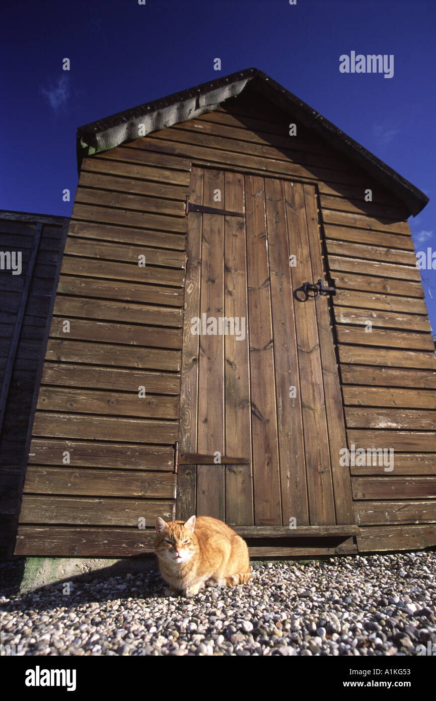 Ginger cat and garden shed Stock Photo - Alamy