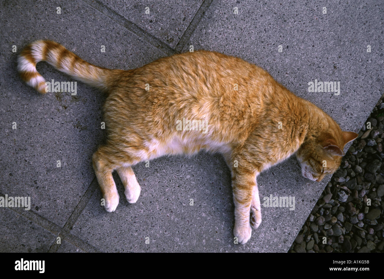 Cat side profile hi-res stock photography and images - Alamy