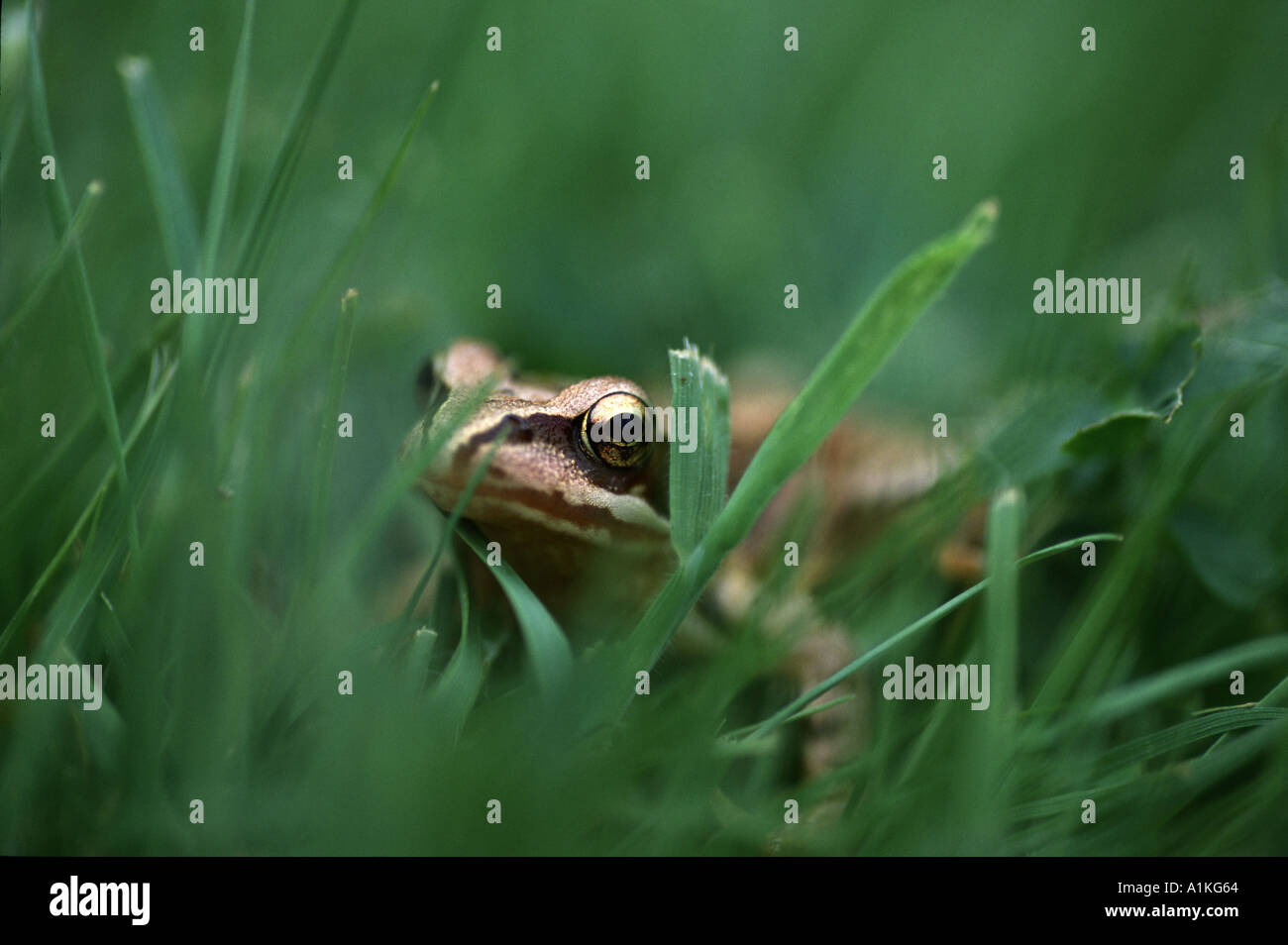 A commonn frog sits well hidden in lush thick grass though it s beige ...