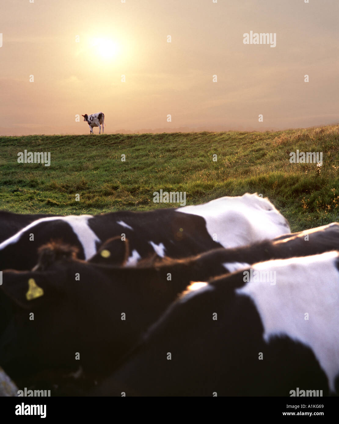 Cow walking away hi-res stock photography and images - Alamy