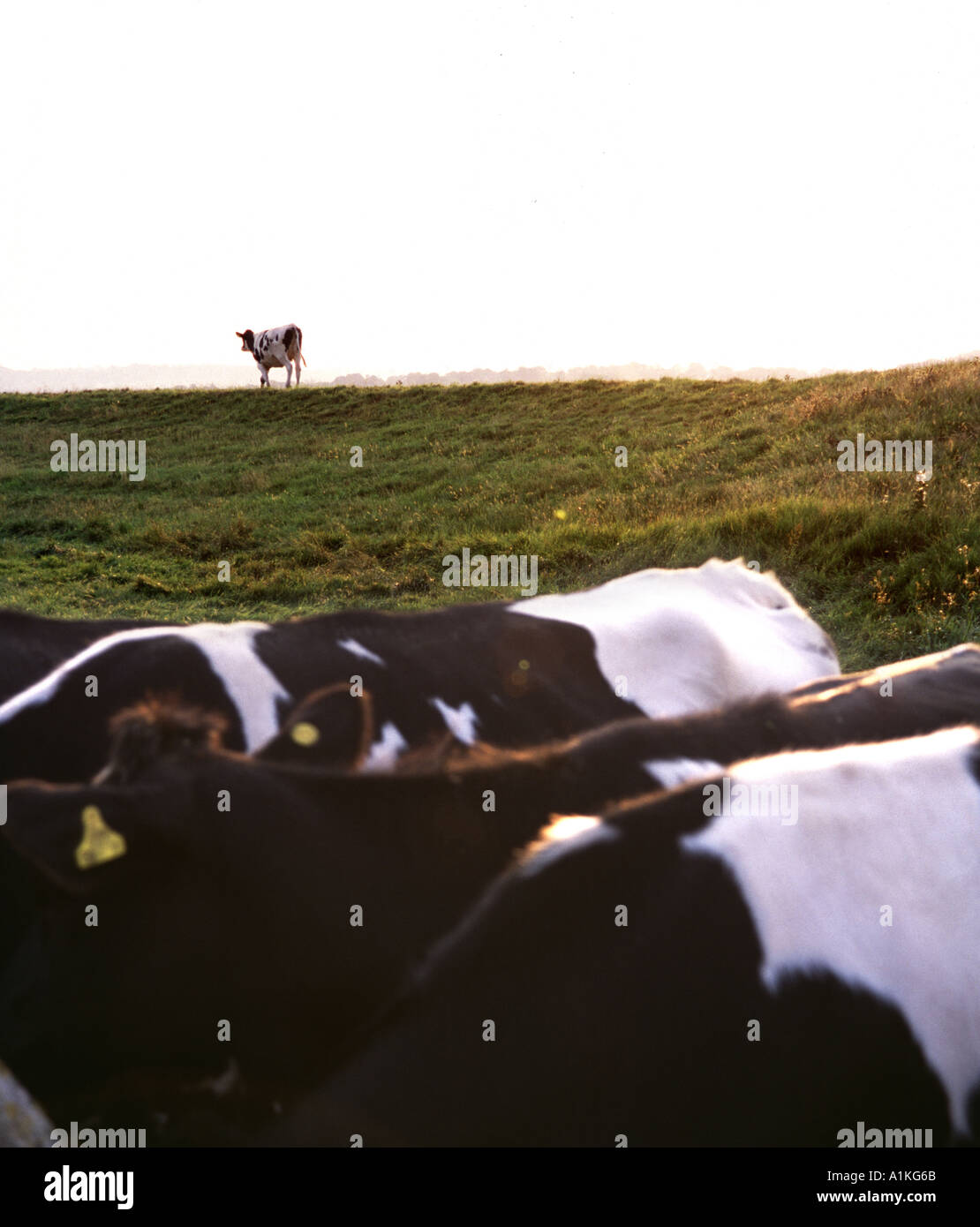 Farming concept dairy cows hi-res stock photography and images - Alamy