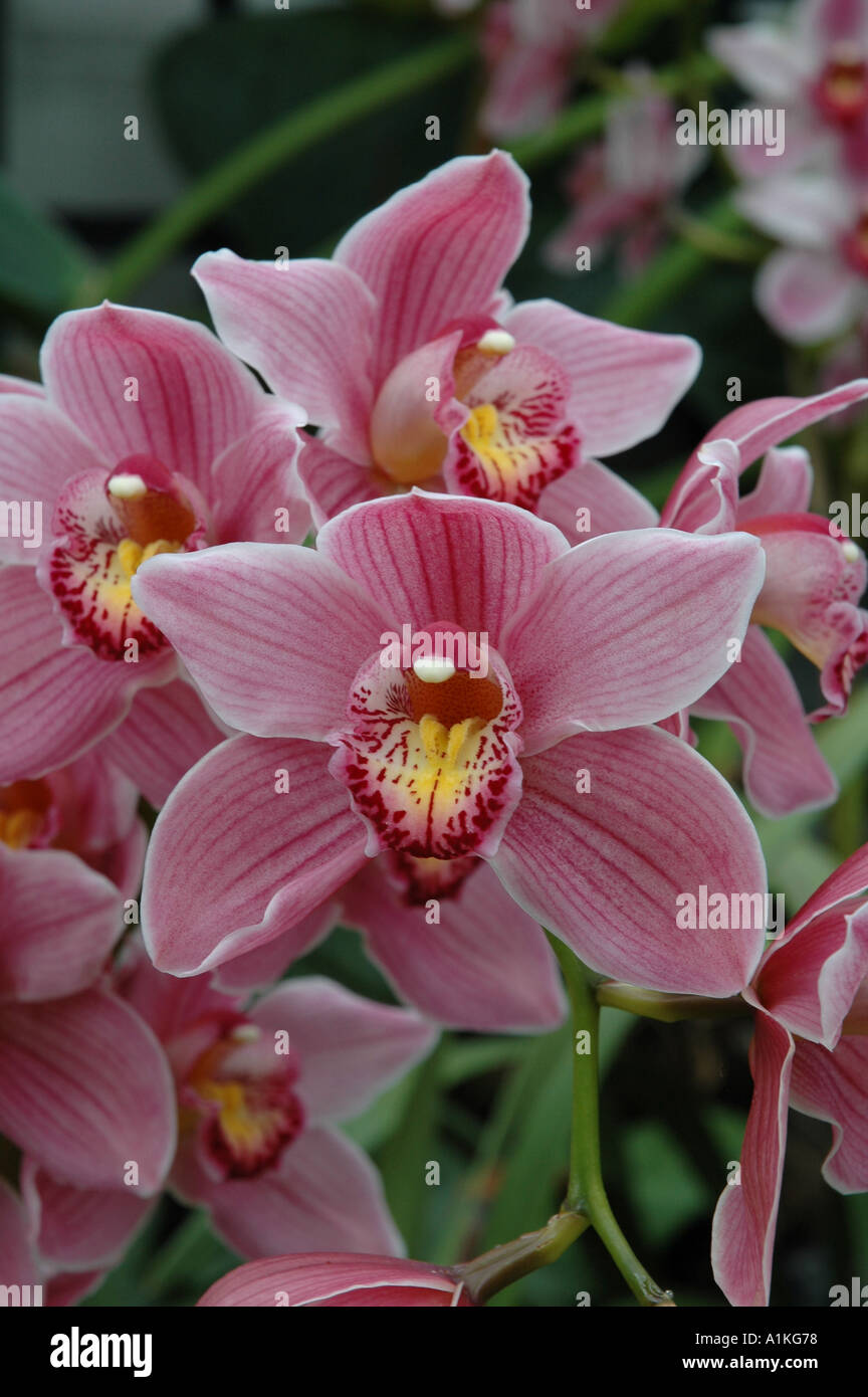 Cymbidium Hybrid Exotic Orchid flowers Stock Photo - Alamy