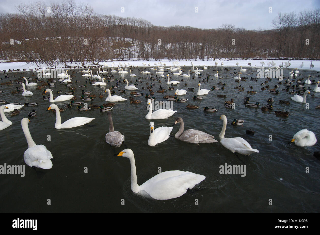 Swan swimming hokkaido hi-res stock photography and images - Alamy