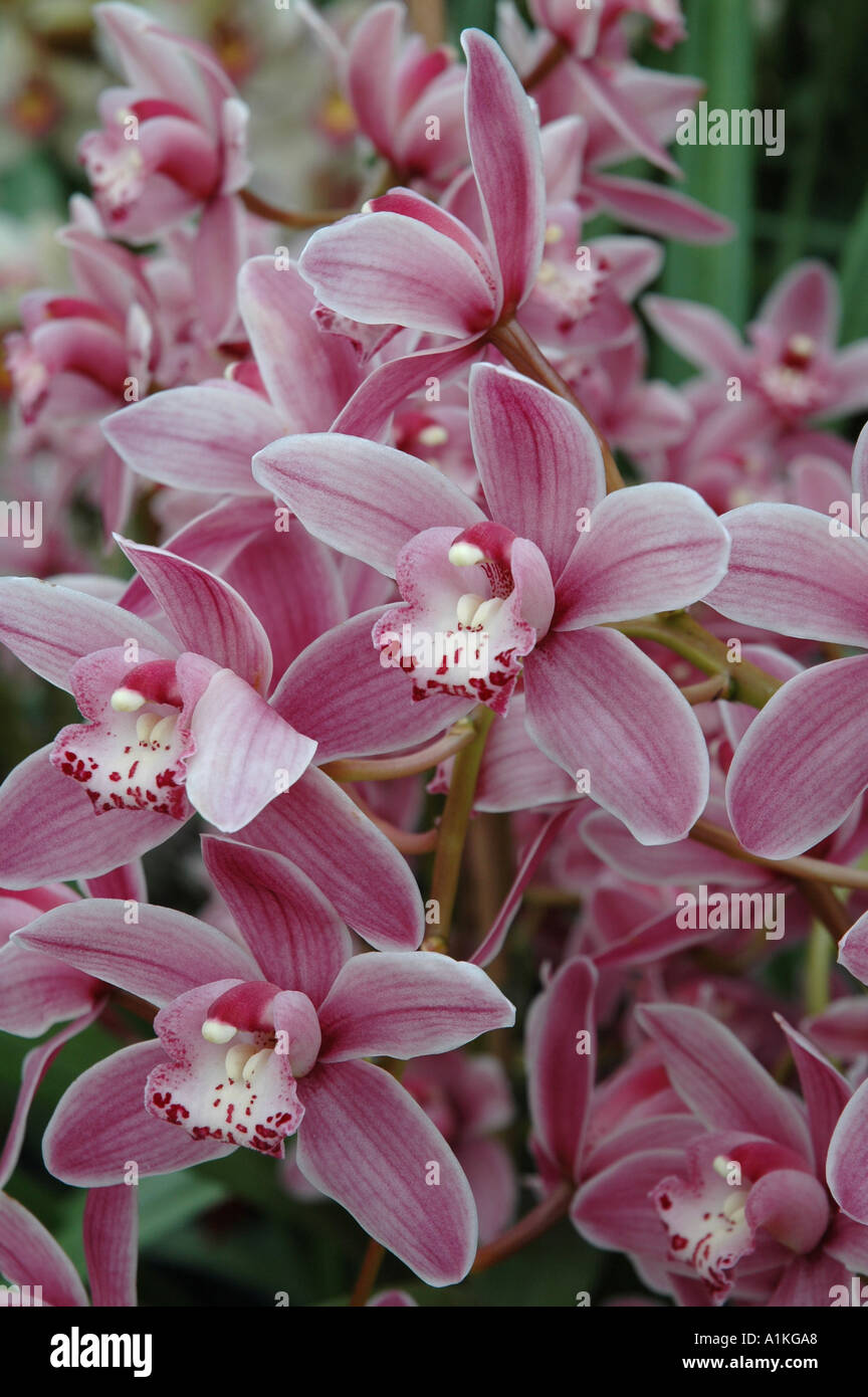 Cymbidium Minuet Orchid flowers in close up Stock Photo - Alamy