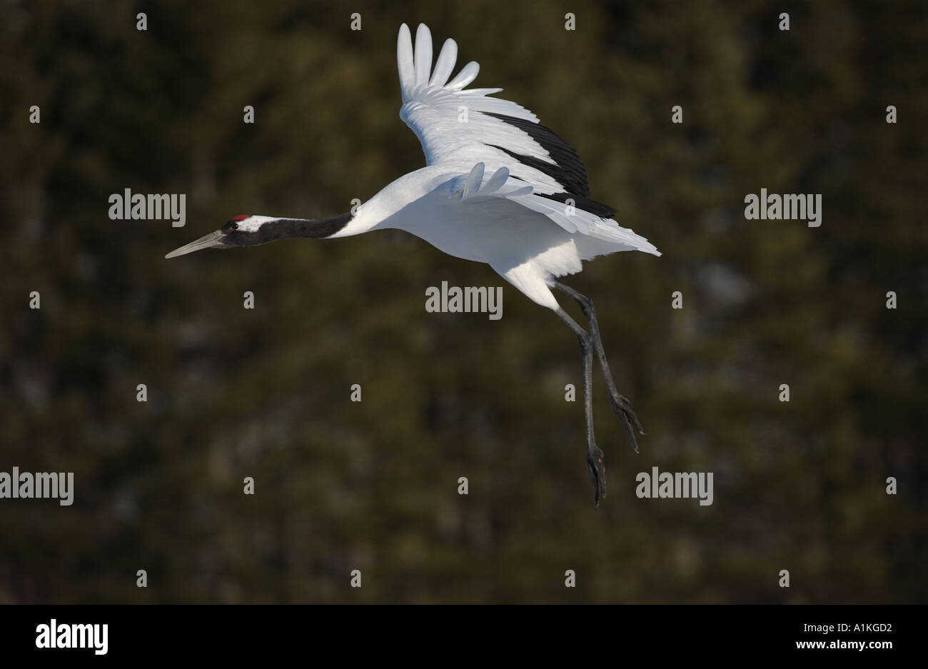 Japanese crane in flight hokkaido hi-res stock photography and images ...