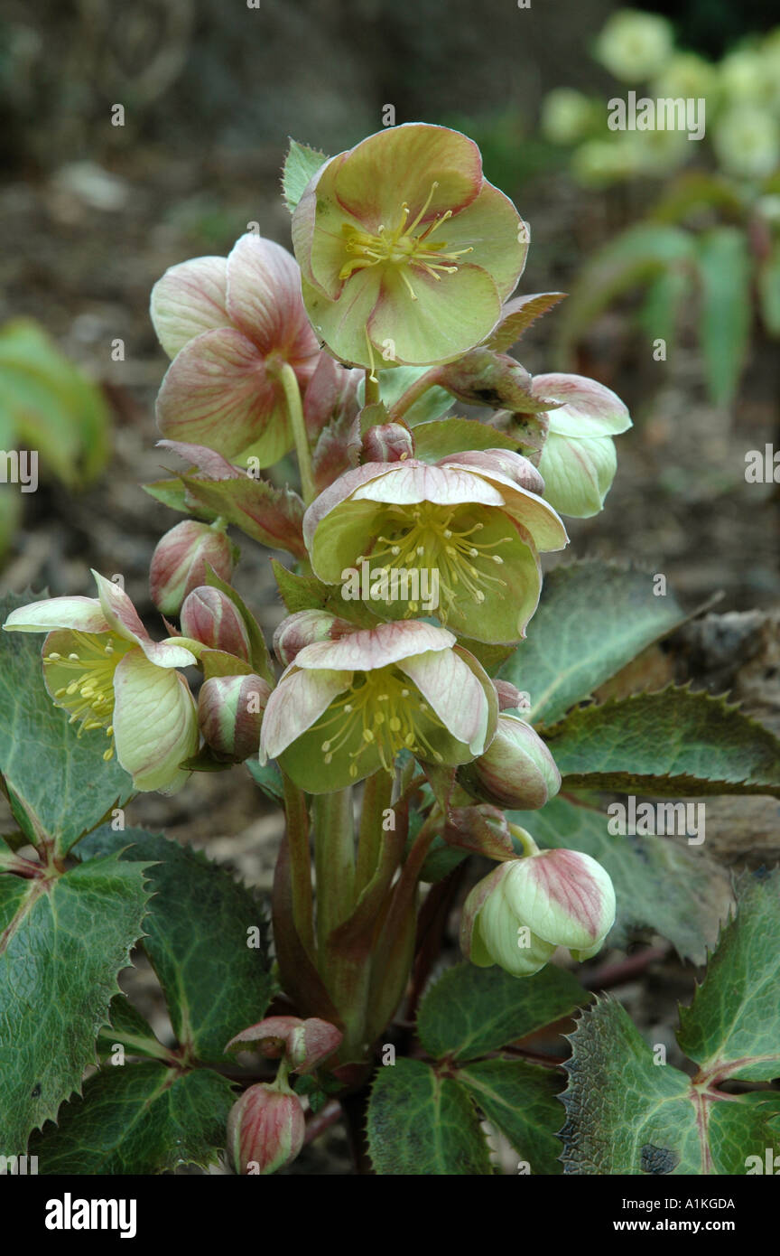 Helleborus x sternii Blackthorne Group Stock Photo - Alamy