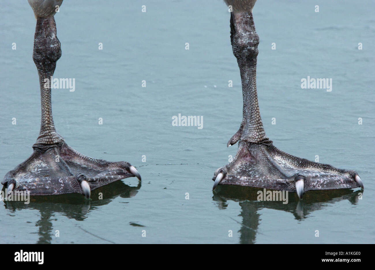Webbed bird feet hi-res stock photography and images - Alamy