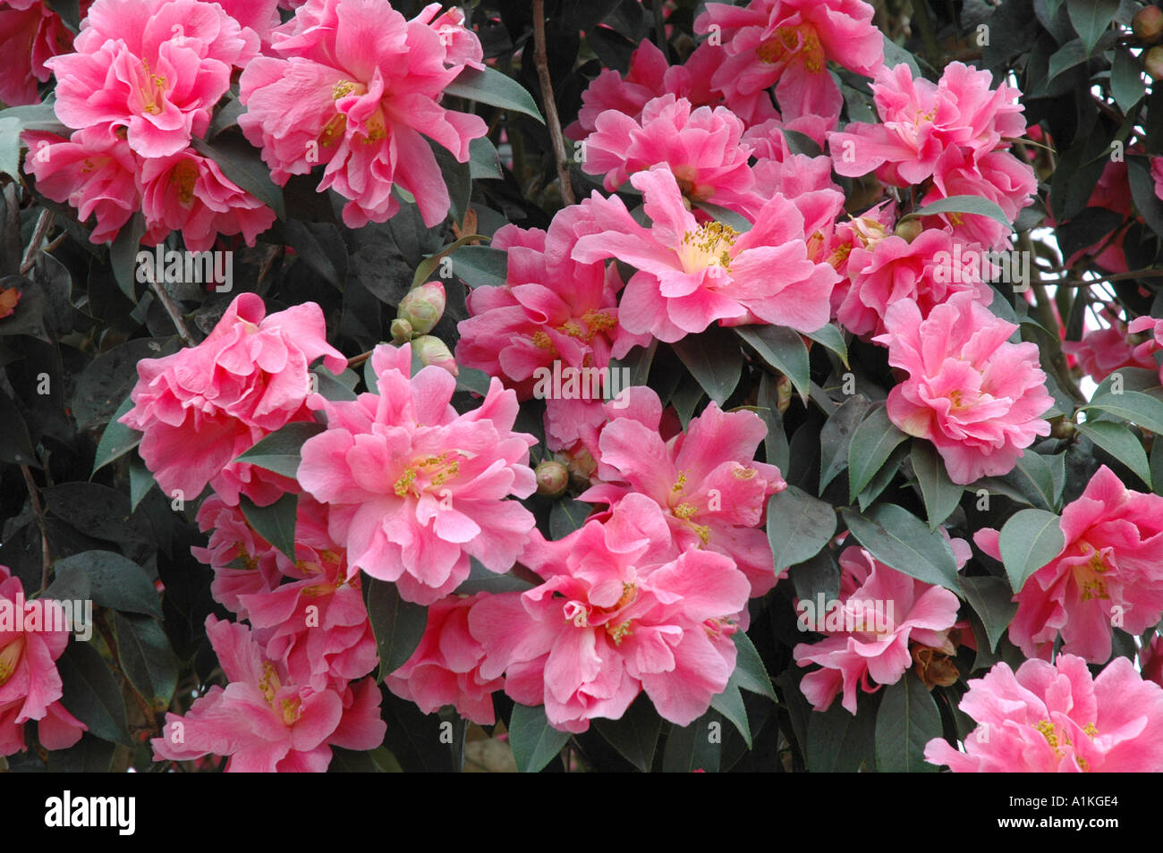 Camellia reticulata hi-res stock photography and images - Alamy