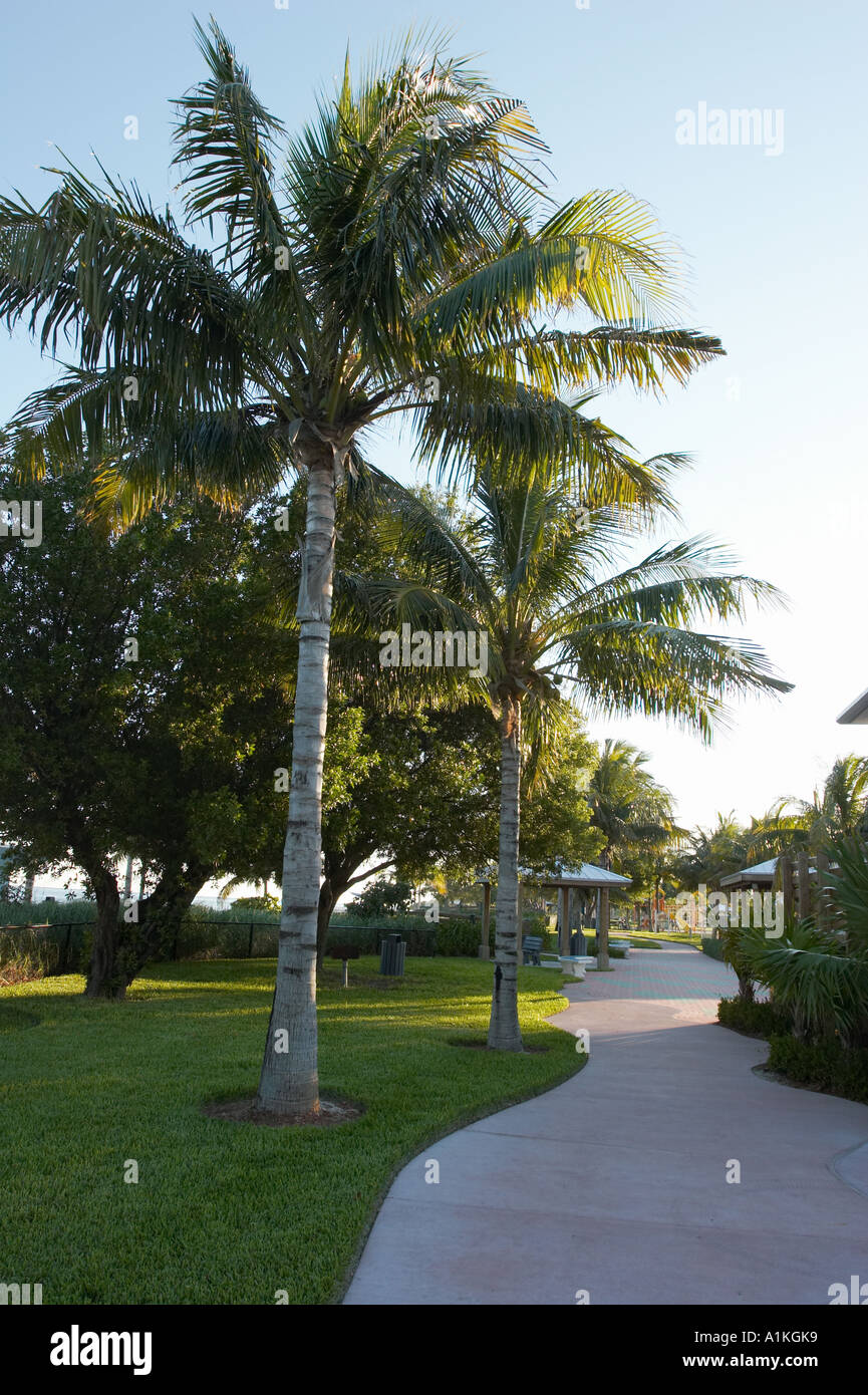 Palm trees and a curving sidewalk Stock Photo - Alamy