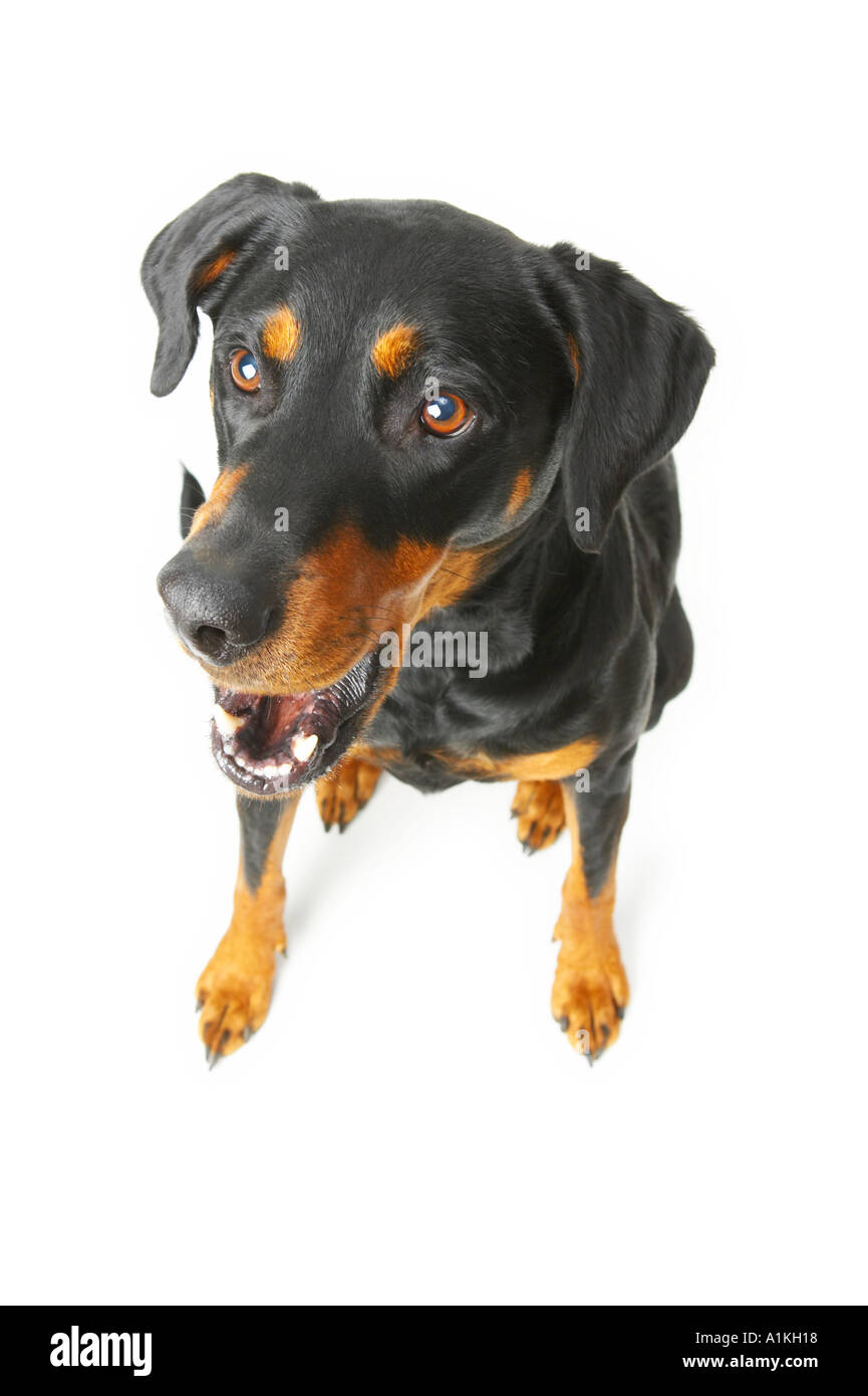 Layla the Rescued Doberman Gormless Look Stock Photo - Alamy