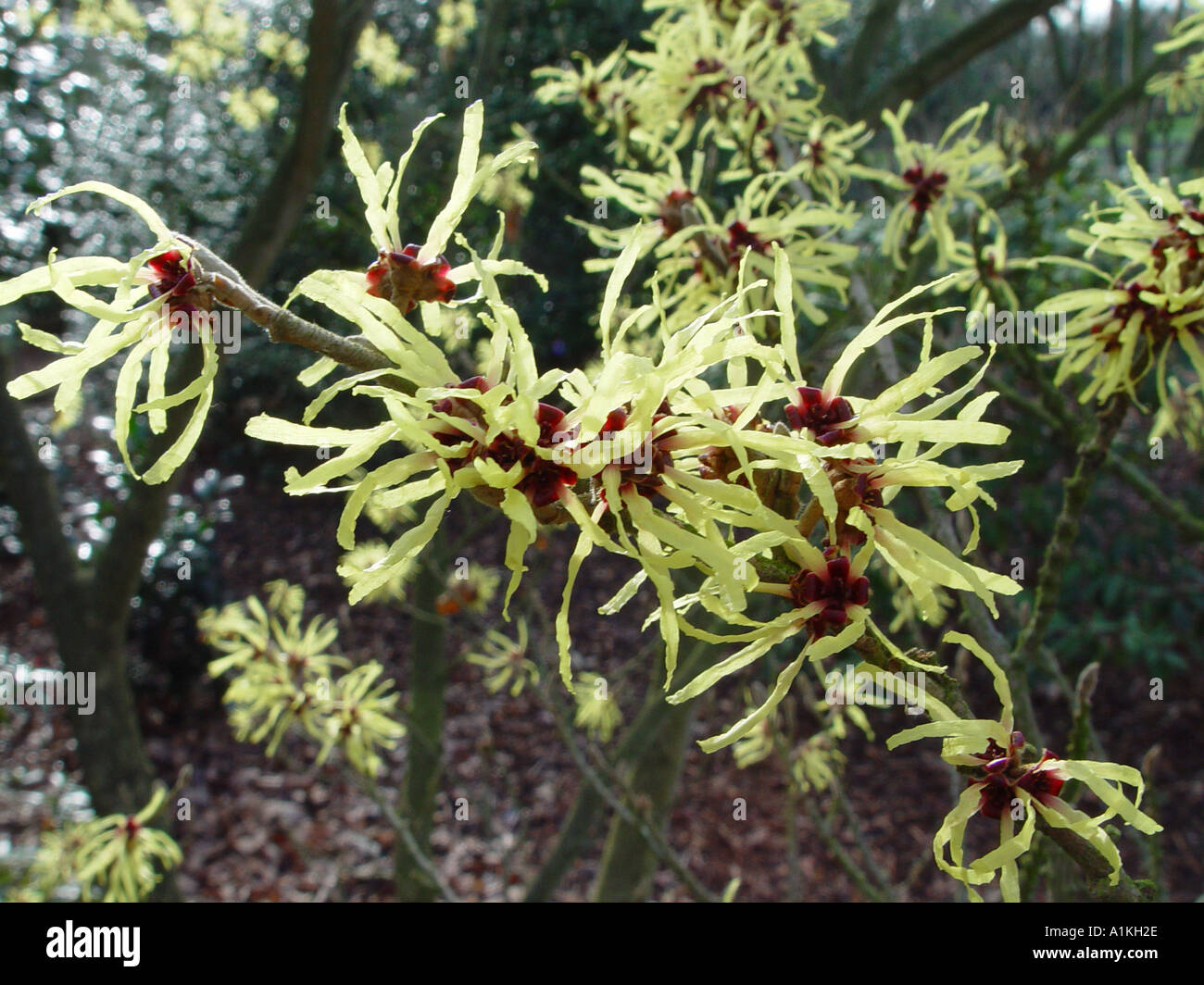 Hamamelis x intermedia Sunburst Winter flowering witch hazel Stock ...
