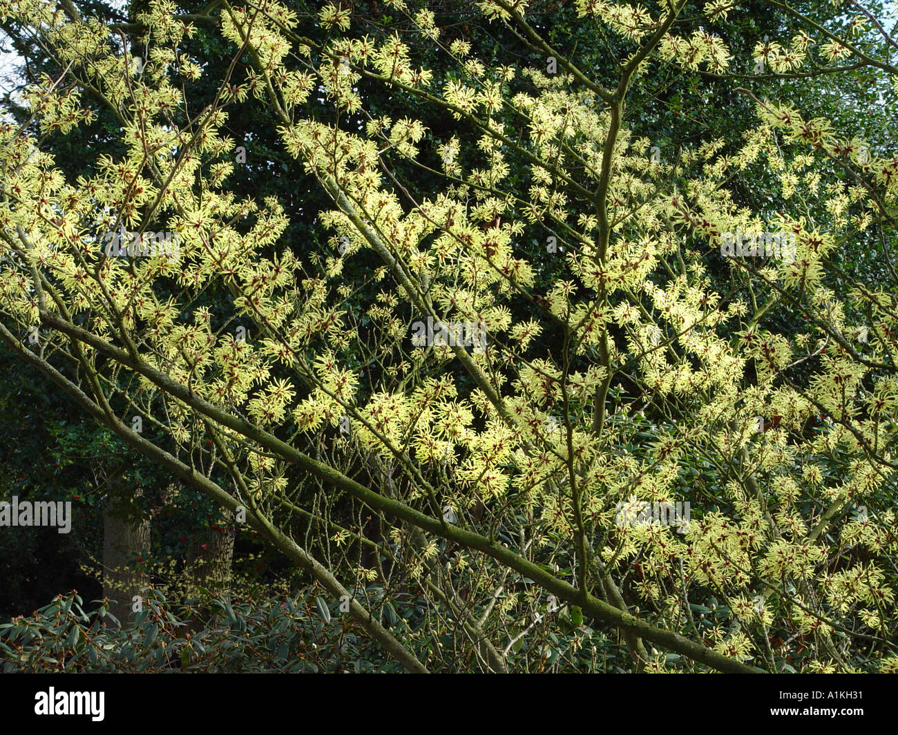 Hamamelis x intermedia sunburst hi-res stock photography and images - Alamy