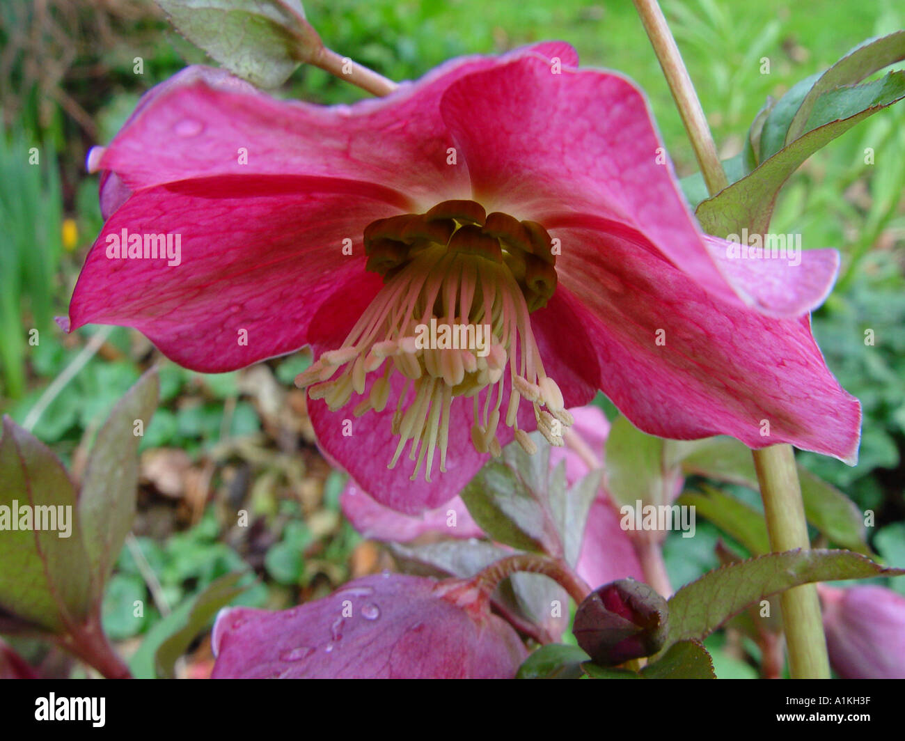 Helleborus orientalis Red Lady Winter flowering hardy perennial lenten ...