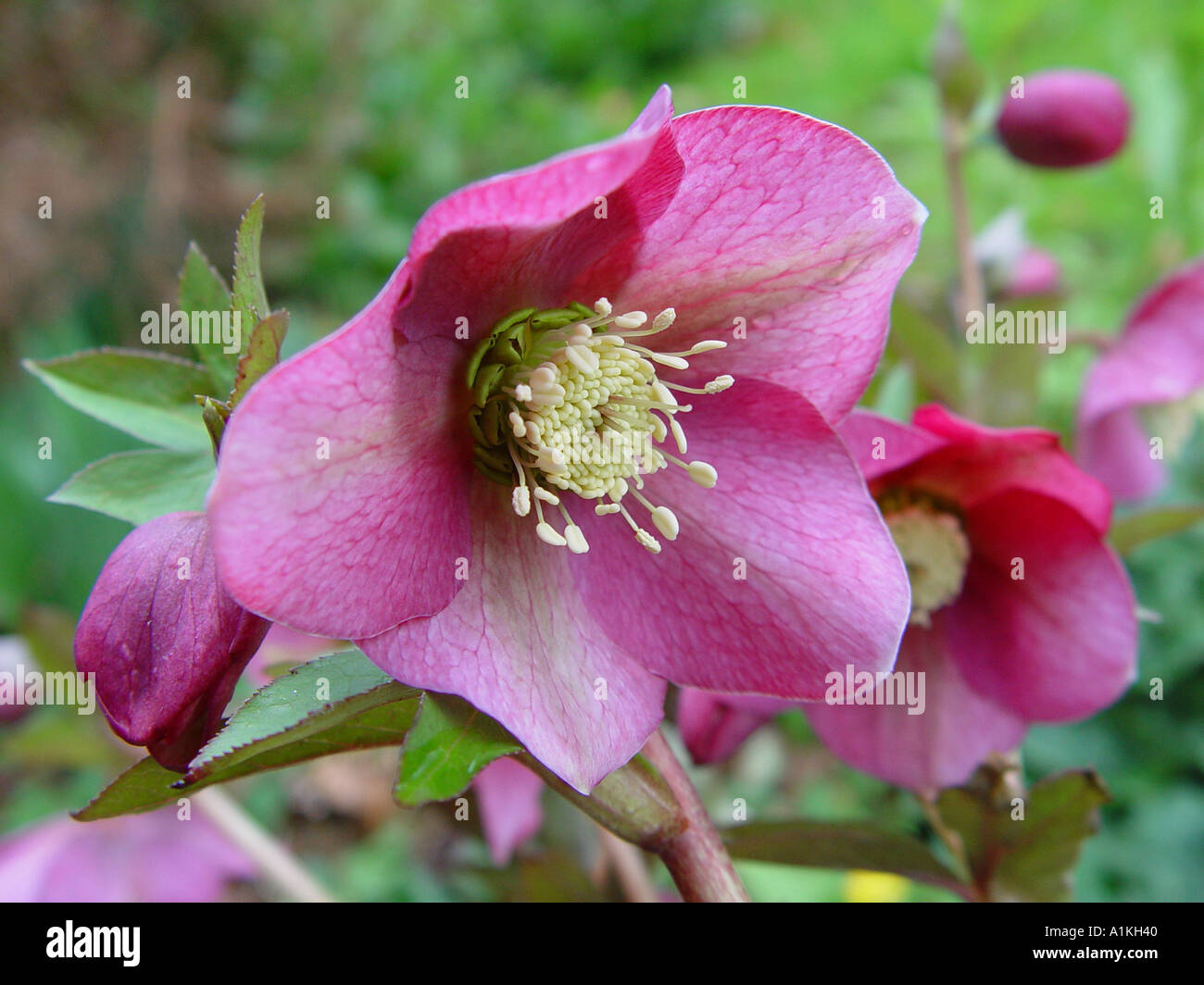 Helleborus orientalis Red Lady Winter flowering hardy perennial lenten ...