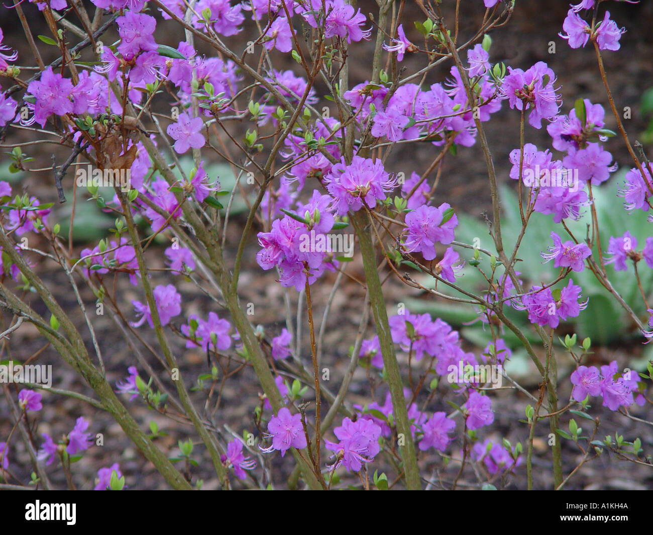 Rhododendron dauricum Midwinter Winter flowering deciduous shrub Stock ...