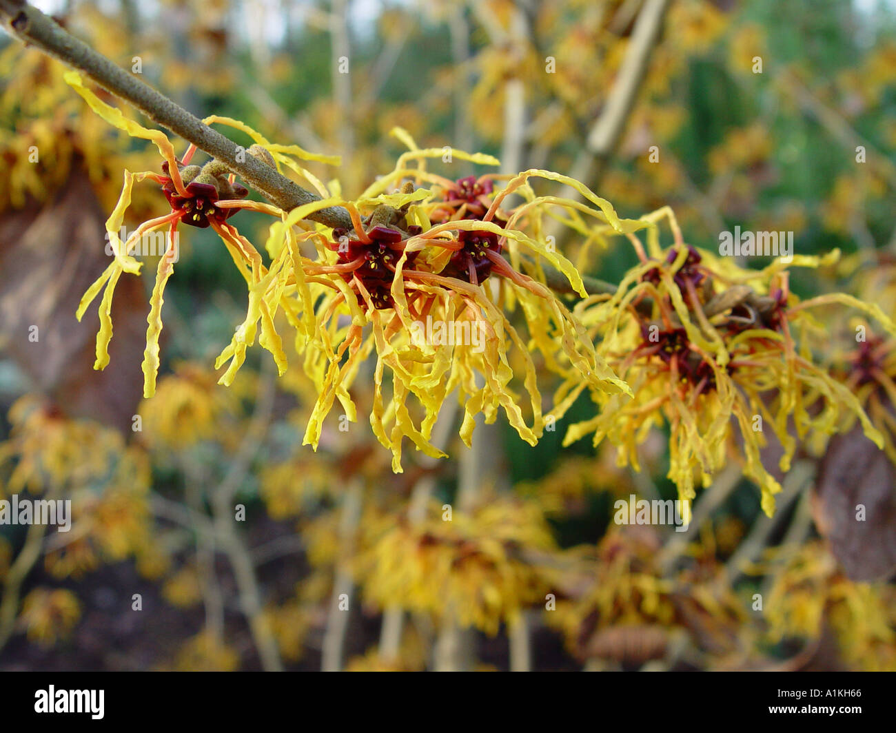 Hamamelis x intermedia Vesna Winter flowering shrub with common name of ...