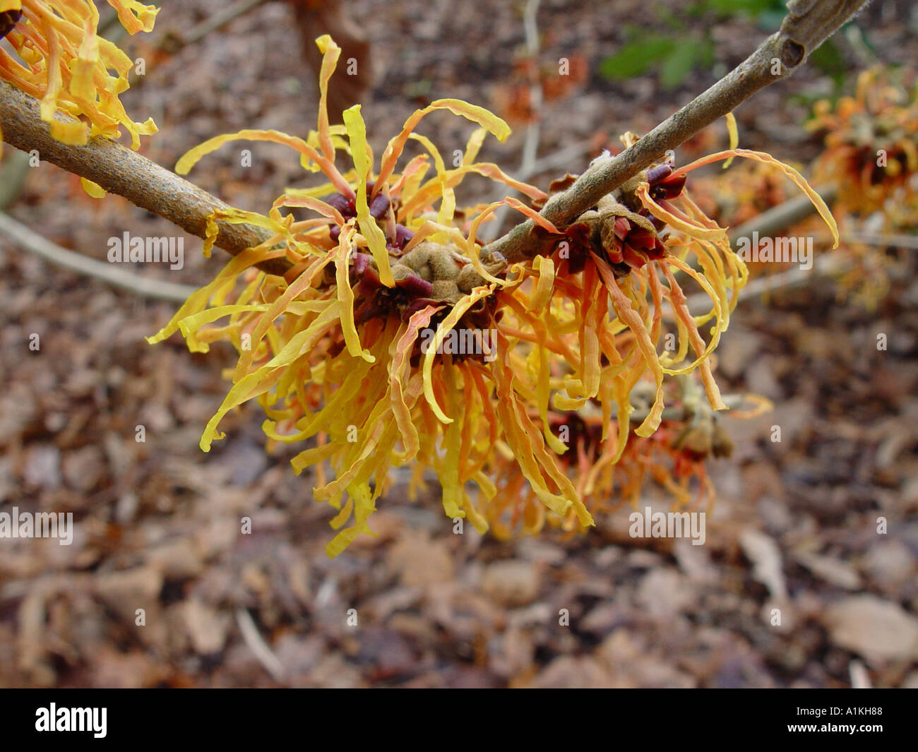 Hamamelis x intermedia Glowing Embers Winter flowering garden shrub ...
