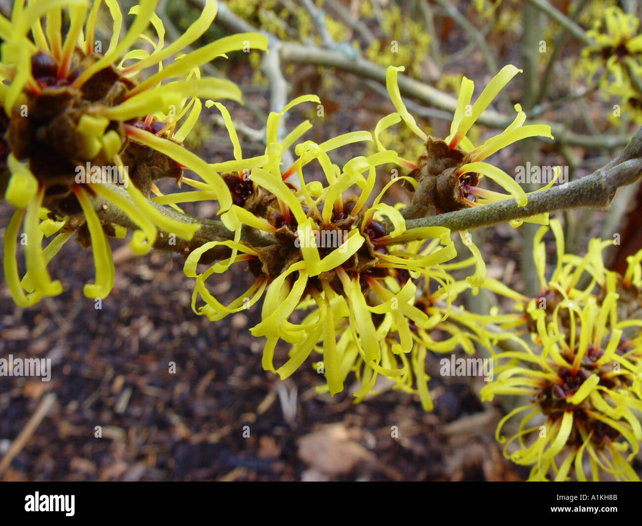Hamamelis x intermedia Jermyns Gold Winter flowering garden shrub ...