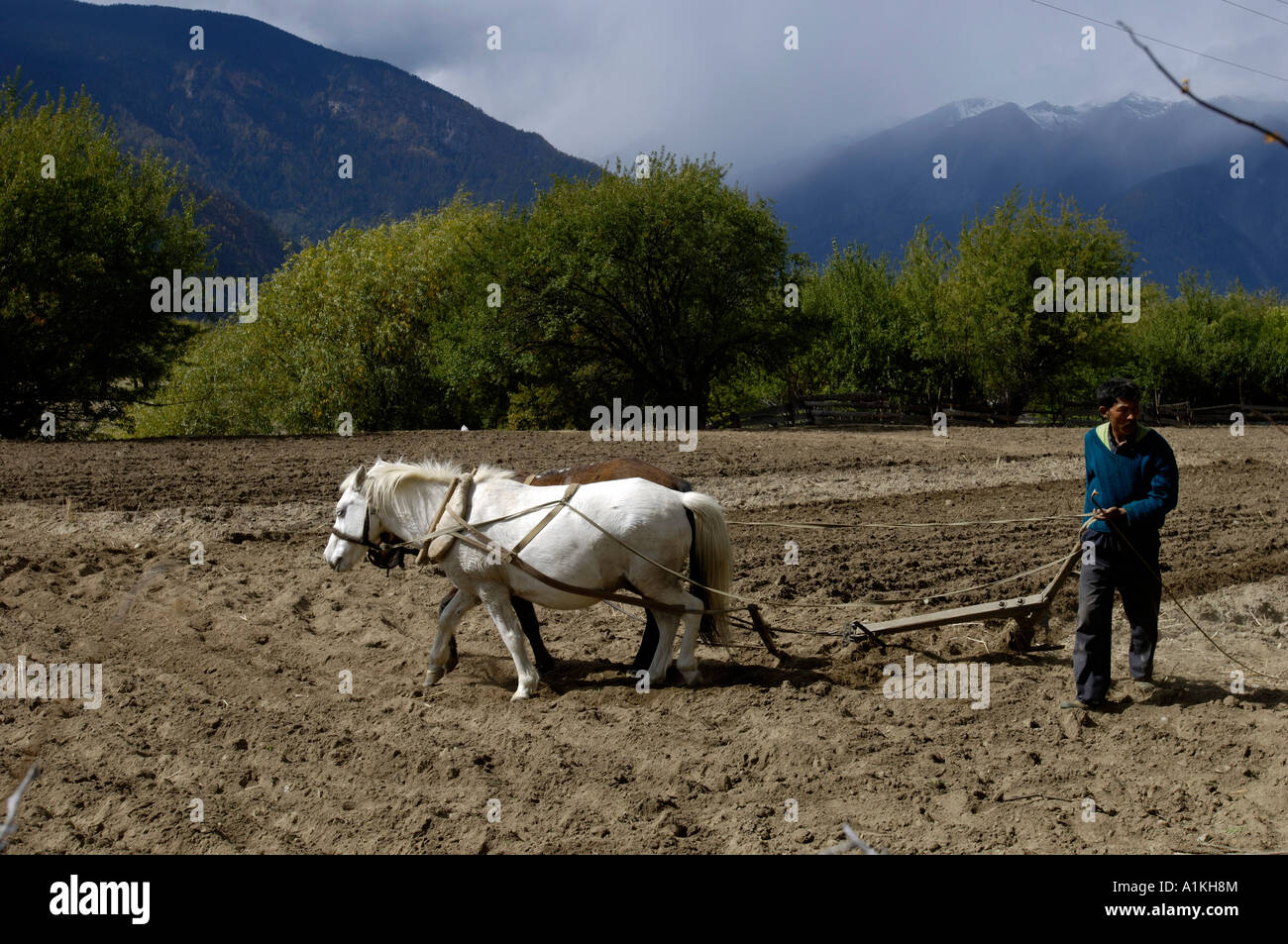 Tibetan farmer plows fields with a horse in Nyingtri Tibet 24 OCT 2006 ...
