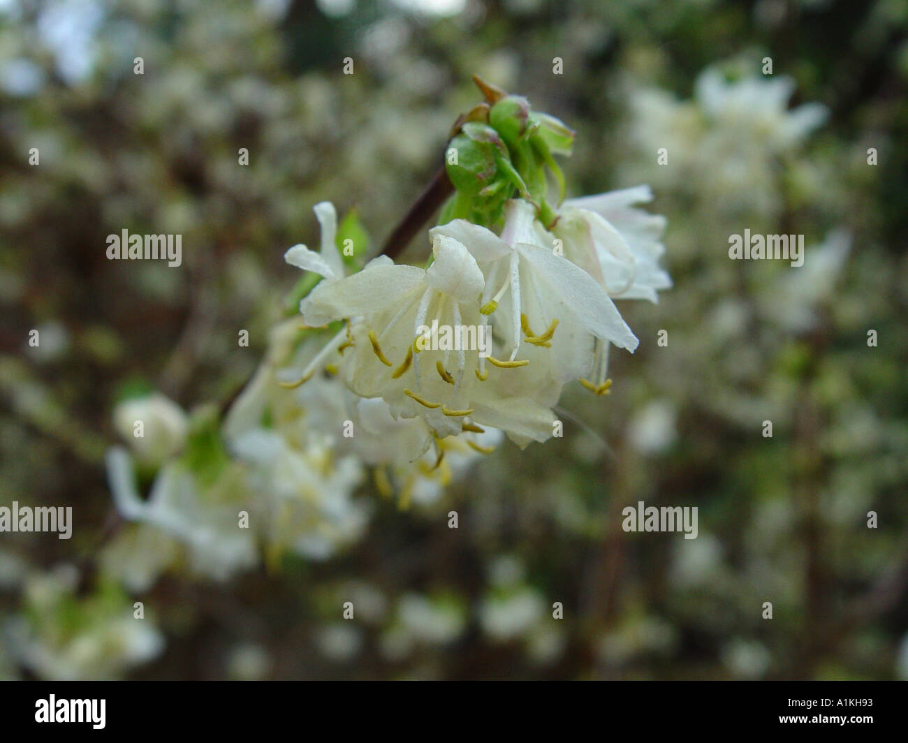 Lonicera purpusii flowering hi-res stock photography and images - Alamy