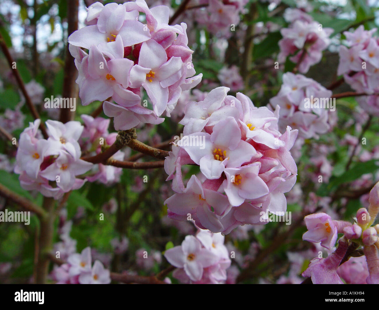 Daphne bholua Jacqueline Posthill Scented evergreen winter flowering ...